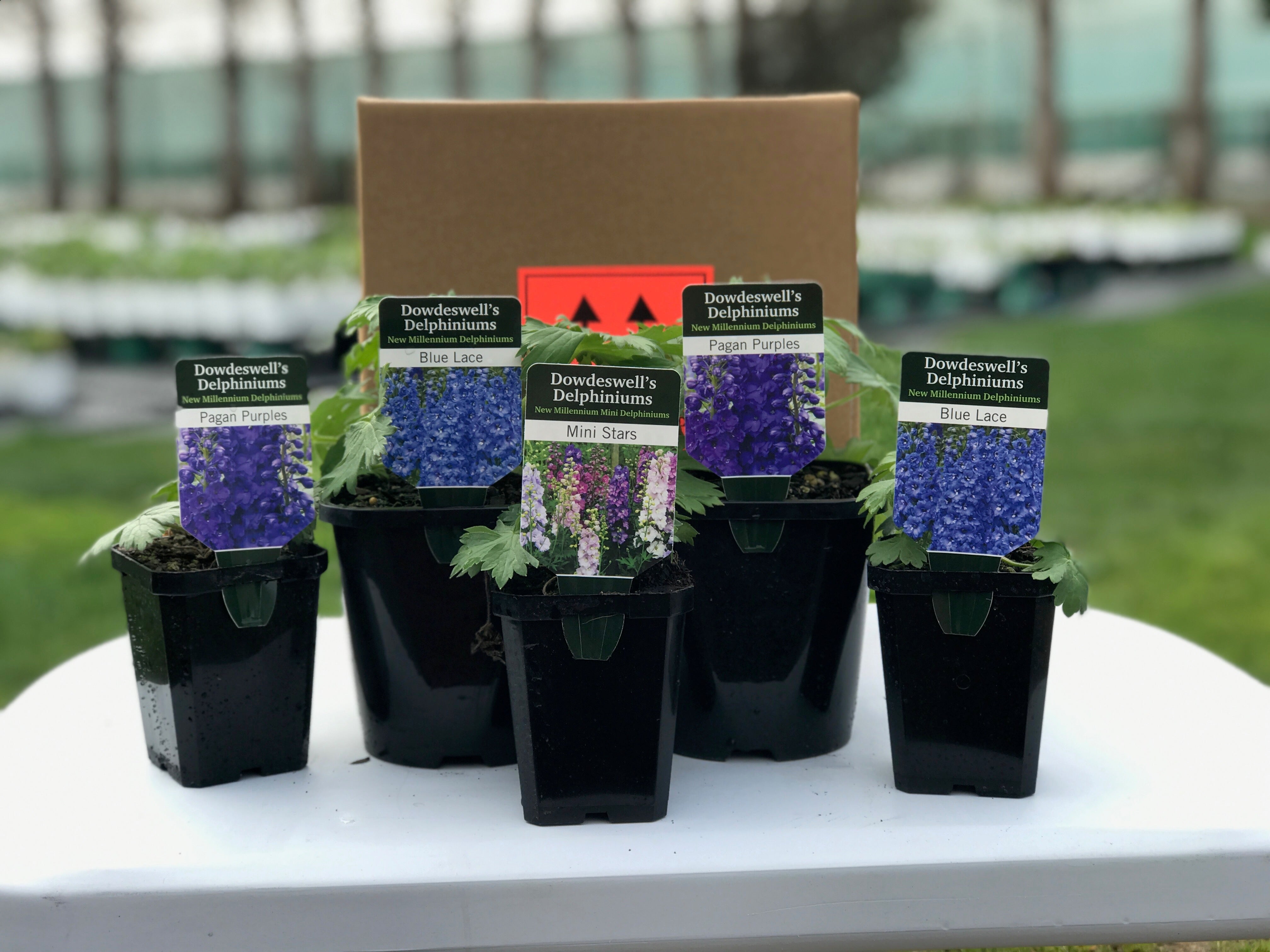 Clone boxes – New Zealand Delphiniums