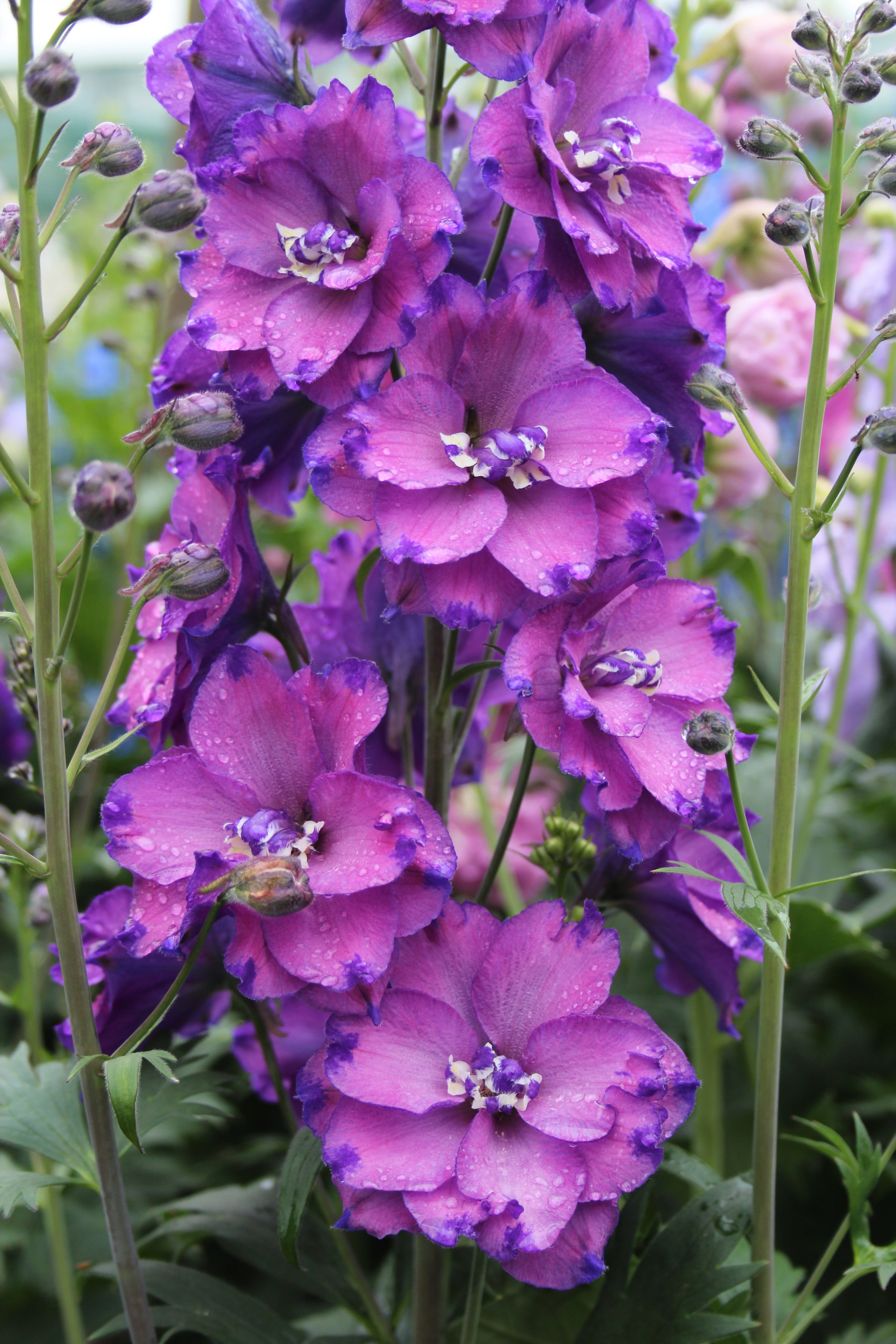 Buy New Zealand hybrid Delphinium Seeds. Multiple colours and heights ...