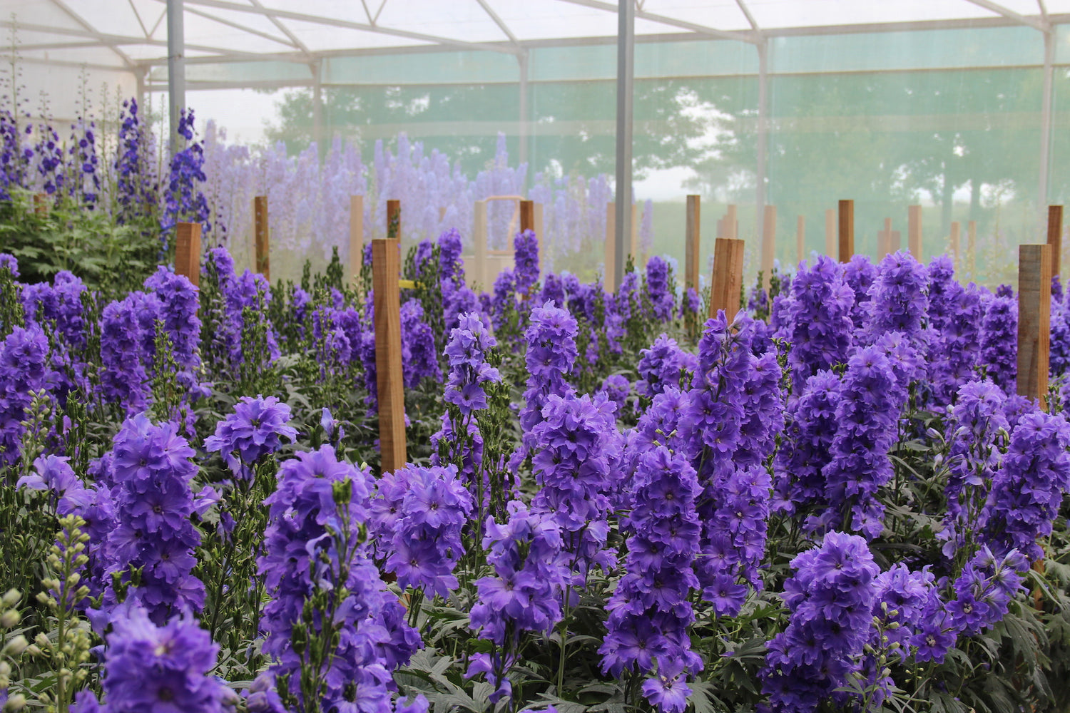 New Zealand Delphiniums – New Zealand Delphiniums