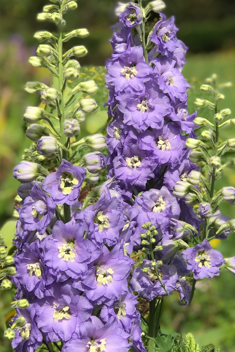 Lilac Ladies, lilac New Zealand hybrid delphinium seeds for sale – New ...
