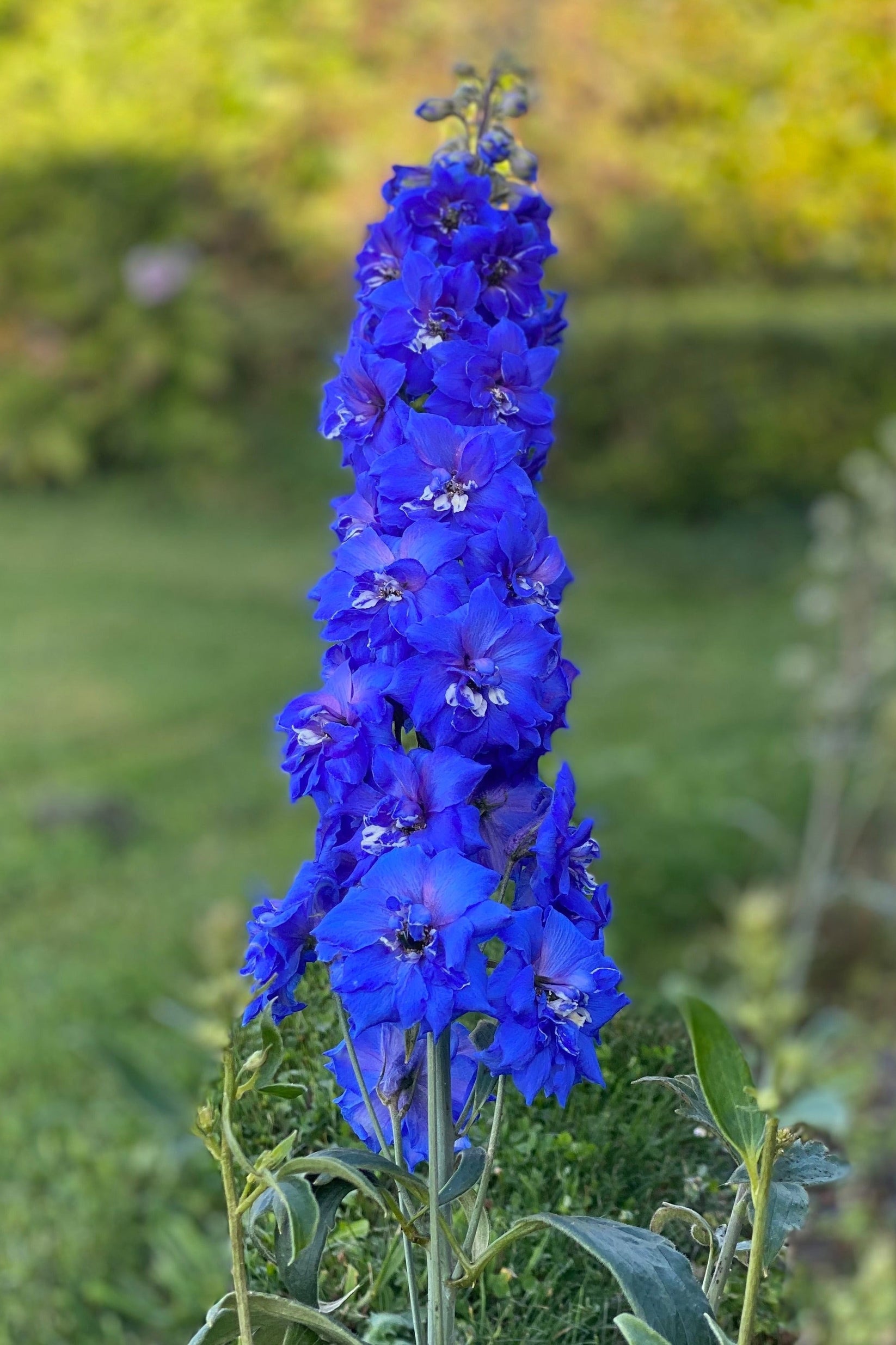 Sapphire Jewels, royal blue New Zealand hybrid delphinium plants for sale – New Zealand Delphiniums