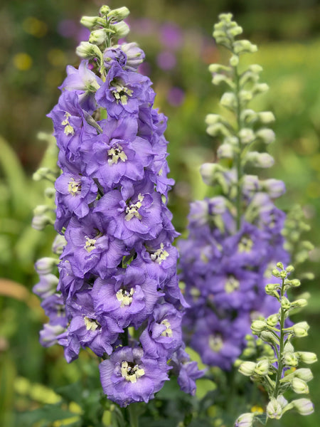 Lilac Ladies, lilac New Zealand hybrid delphinium seeds for sale - New ...