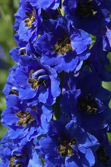New Zealand Delphiniums – New Zealand Delphiniums