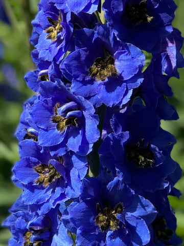 Delphinium Photos, a range of photos of our trial beds and gardens ...