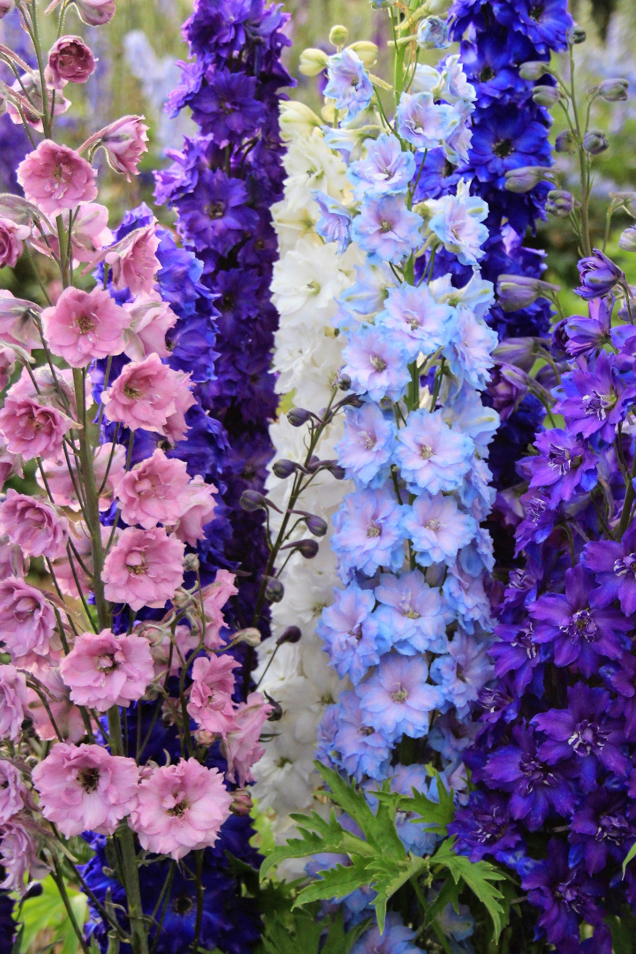 New Millennium Double Stars, New Zealand delphinium seed for sale – New ...